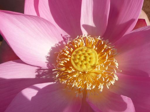Een schitterende lotusbloem | Foto | CLAUDIA OP REIS : Japan, NZ ...