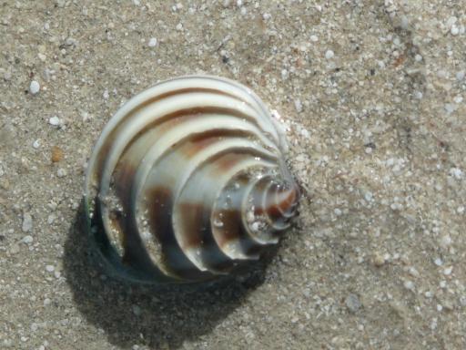 Mooie schelp | Foto | CLAUDIA OP REIS : Japan, NZ, Australie & Samoa