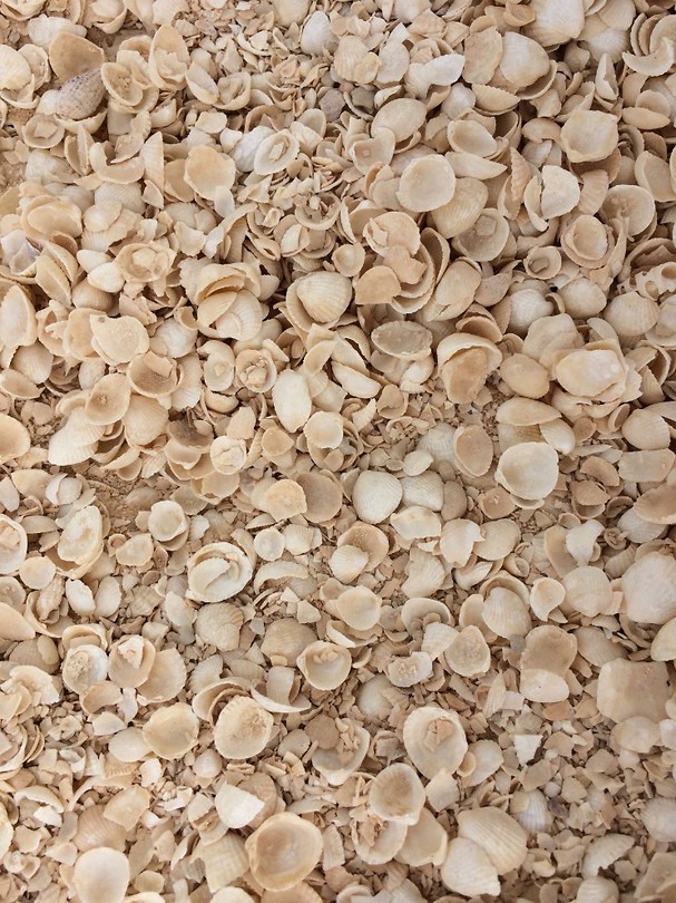 Fragum Cockles, Shell Beach, Shark Bay | Foto | Ons reisblog