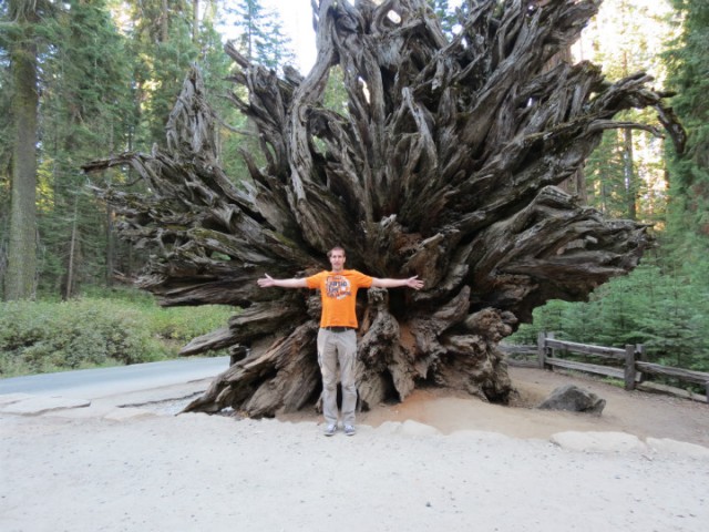Omgevallen Sequoia boom | Foto | Colin en Roxanne’s reisblog