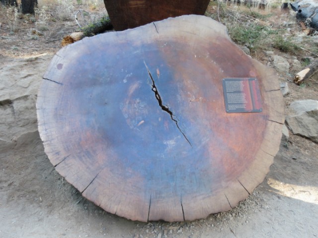 Doorsnede van een Sequoia boom | Foto | Colin en Roxanne’s reisblog