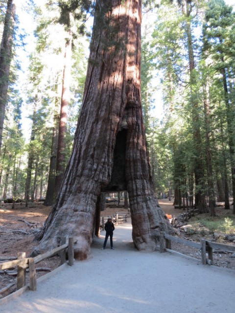 Tunnel in Sequoia boom | Foto | Colin en Roxanne’s reisblog