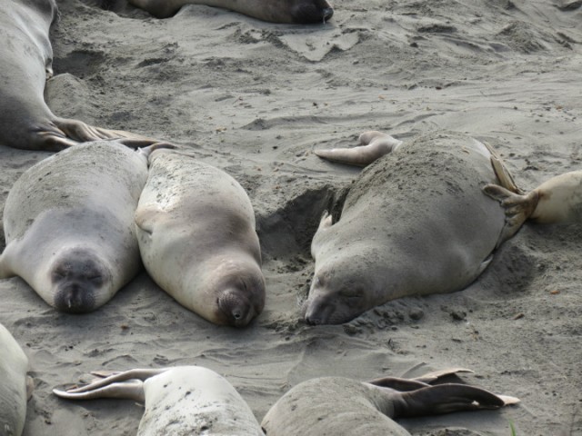 Zeekoeien | Foto | Colin en Roxanne’s reisblog