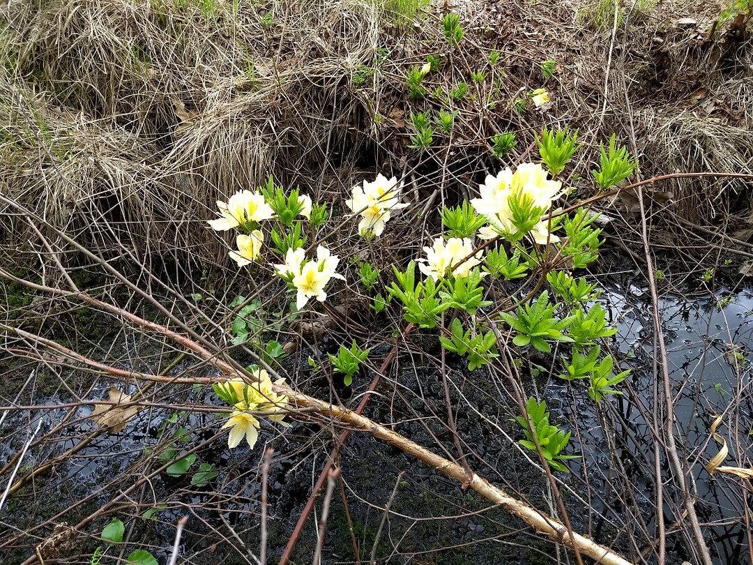 azalea | Foto | Conny Arts’s reisblog
