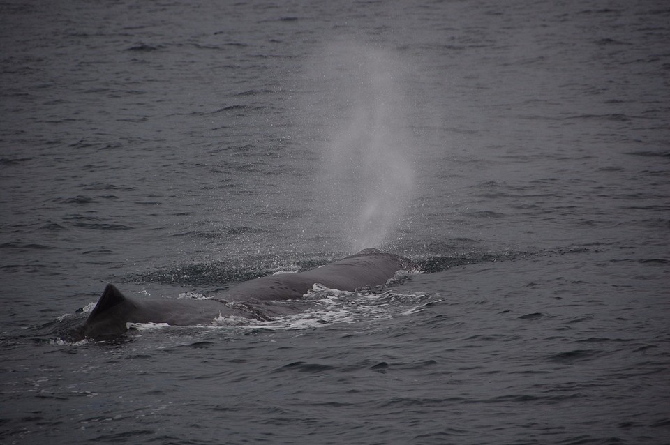 de eerste walvis die we hebben gespot | Foto | Jantsje Klijnsma’s reisblog