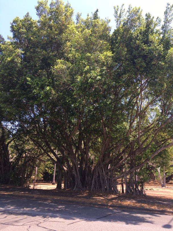 Bunyan tree | Foto | Danny en Cary gaan Down Under