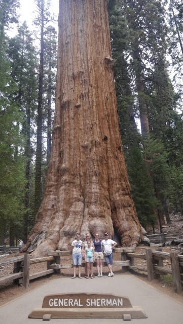 De Grootste boom op aarde | Foto | De Bakkertjes Reisblog
