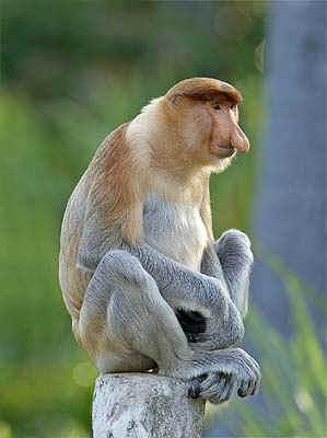 Probiscus Aap-Neusaap | Foto | Living our dream