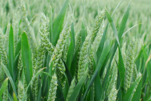 wuivend graan | Foto | Suzanne's eerste reis