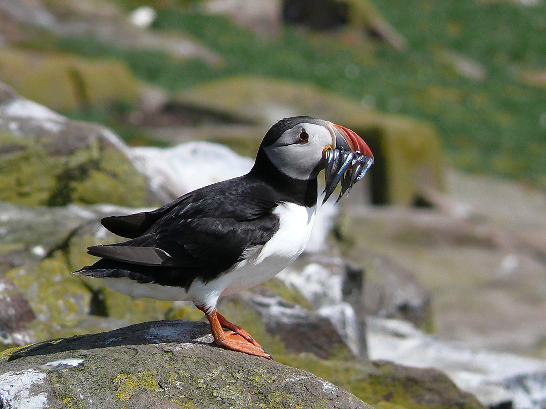 puffin van onze Schotlandreis | Foto | Enjoytheworld