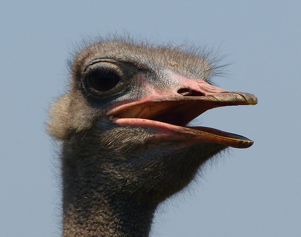 Struis | Foto | Enjoytheworld