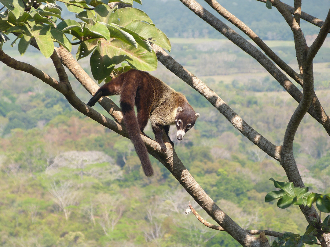 Neusbeer | Foto | Enjoytheworld