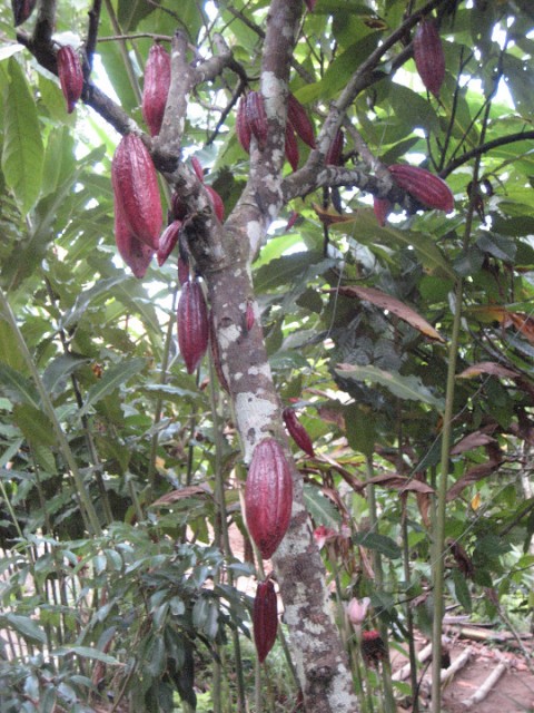 Cacaoboom | Foto | Reisblog van Es en Mies op Bali en Java