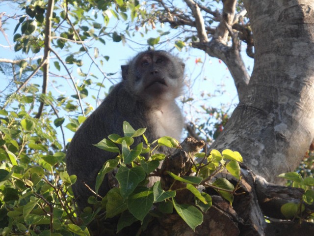 aapie | Foto | Reisblog van Es en Mies op Bali en Java