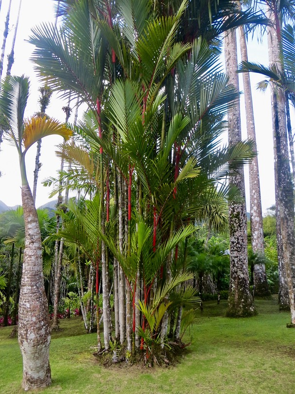 vele soorten palmbomen | Foto | reizen vanaf 60.