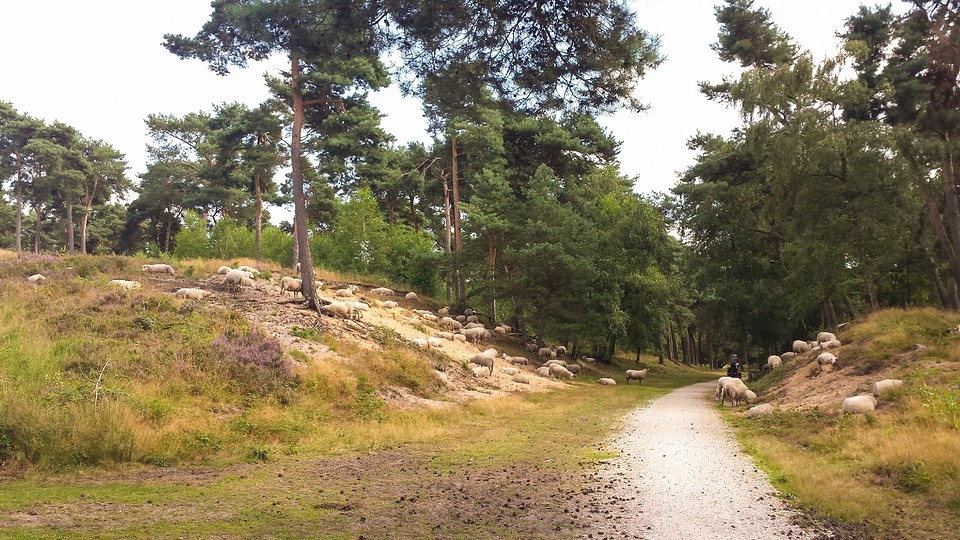 Natuurgebied de Hamert | Foto | Fietsverhalen Hans Renee Ad Marianne