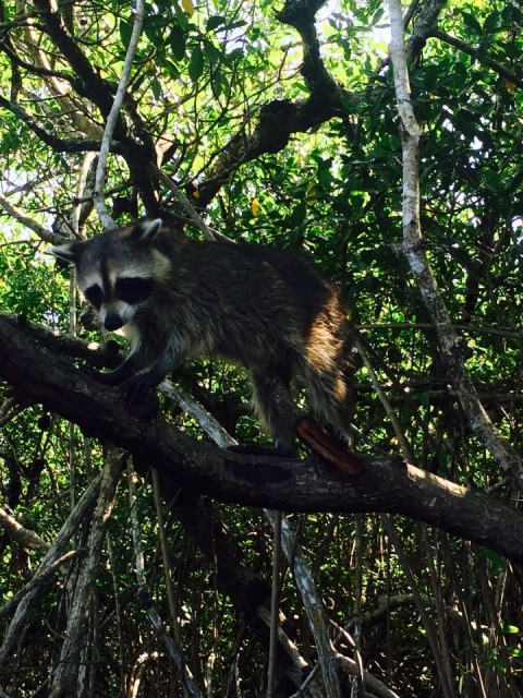 Raccoon live @ Everglades | Foto | Floris en Carola in Amerika