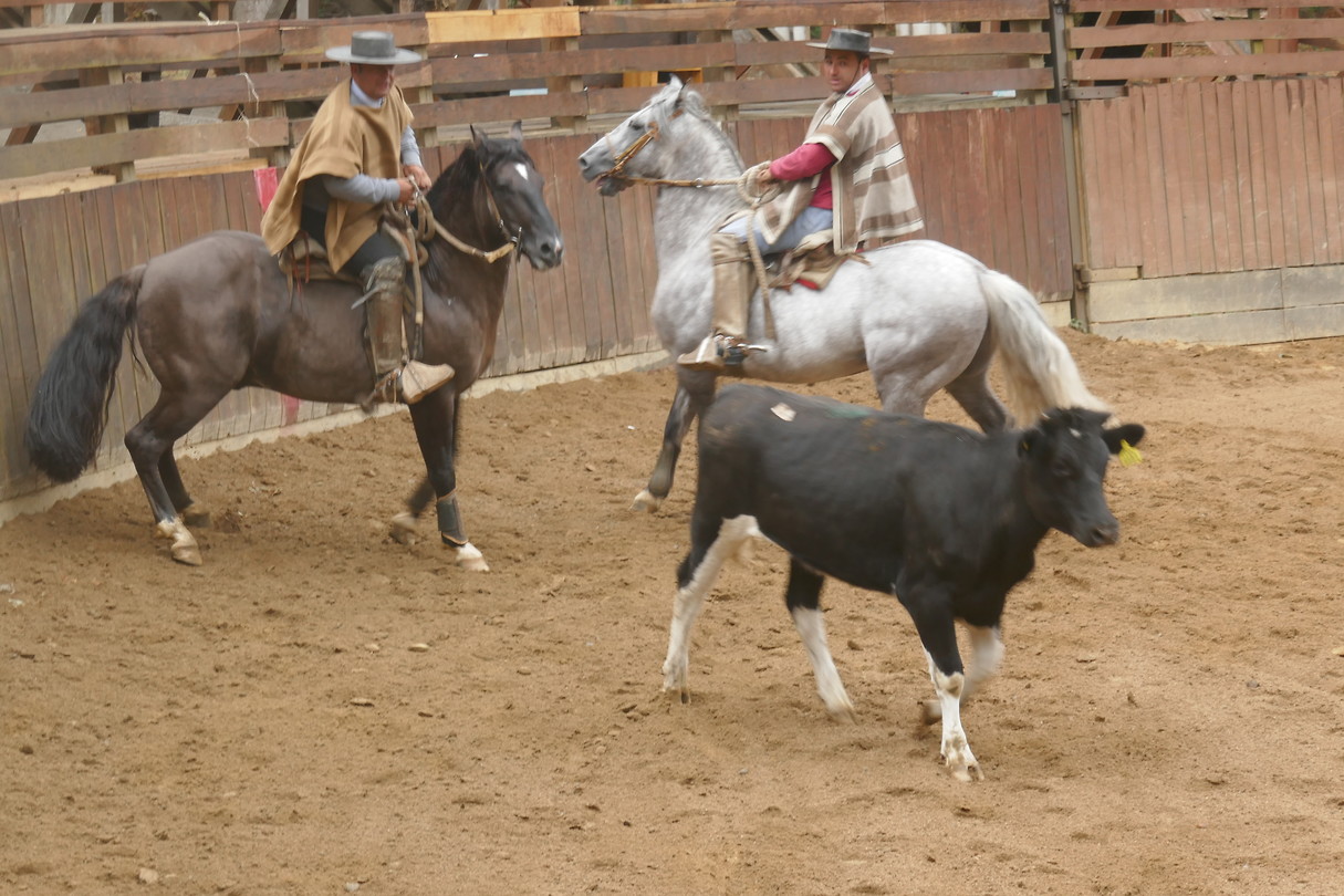 Rodeo-training in Contulmo | Foto