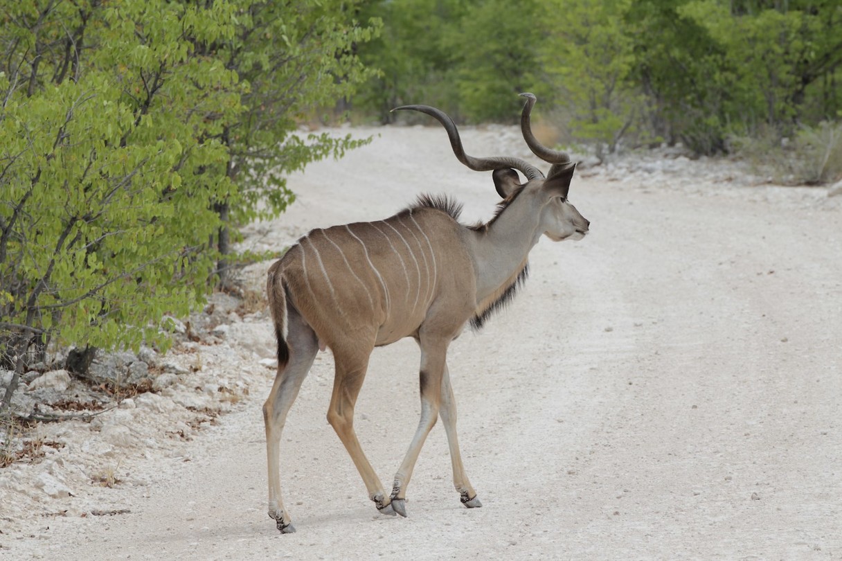 Een rondreis door Namibië | Foto's | Het reisblog van Fred en Evelien Smith