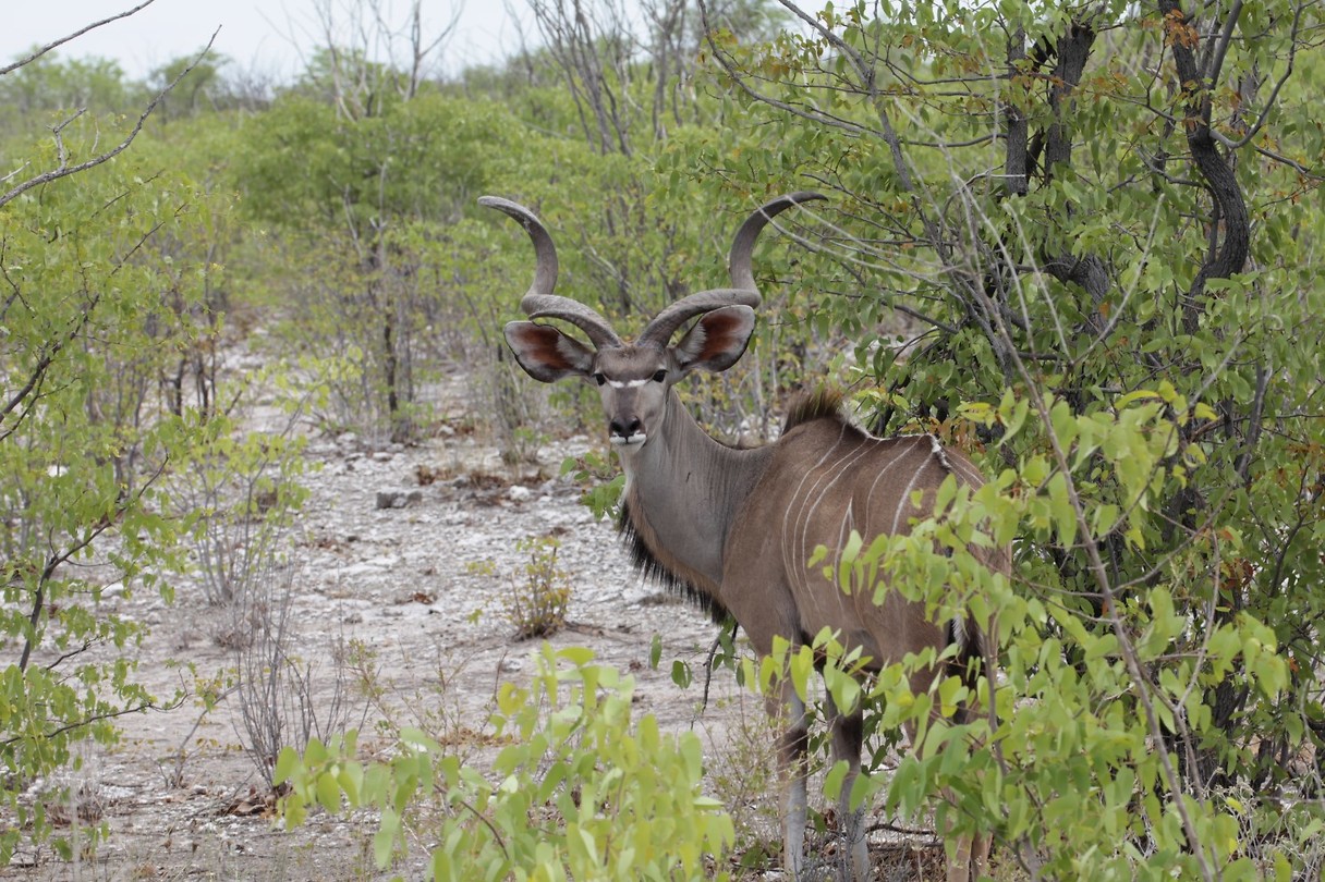 Een rondreis door Namibië | Foto's | Het reisblog van Fred en Evelien Smith