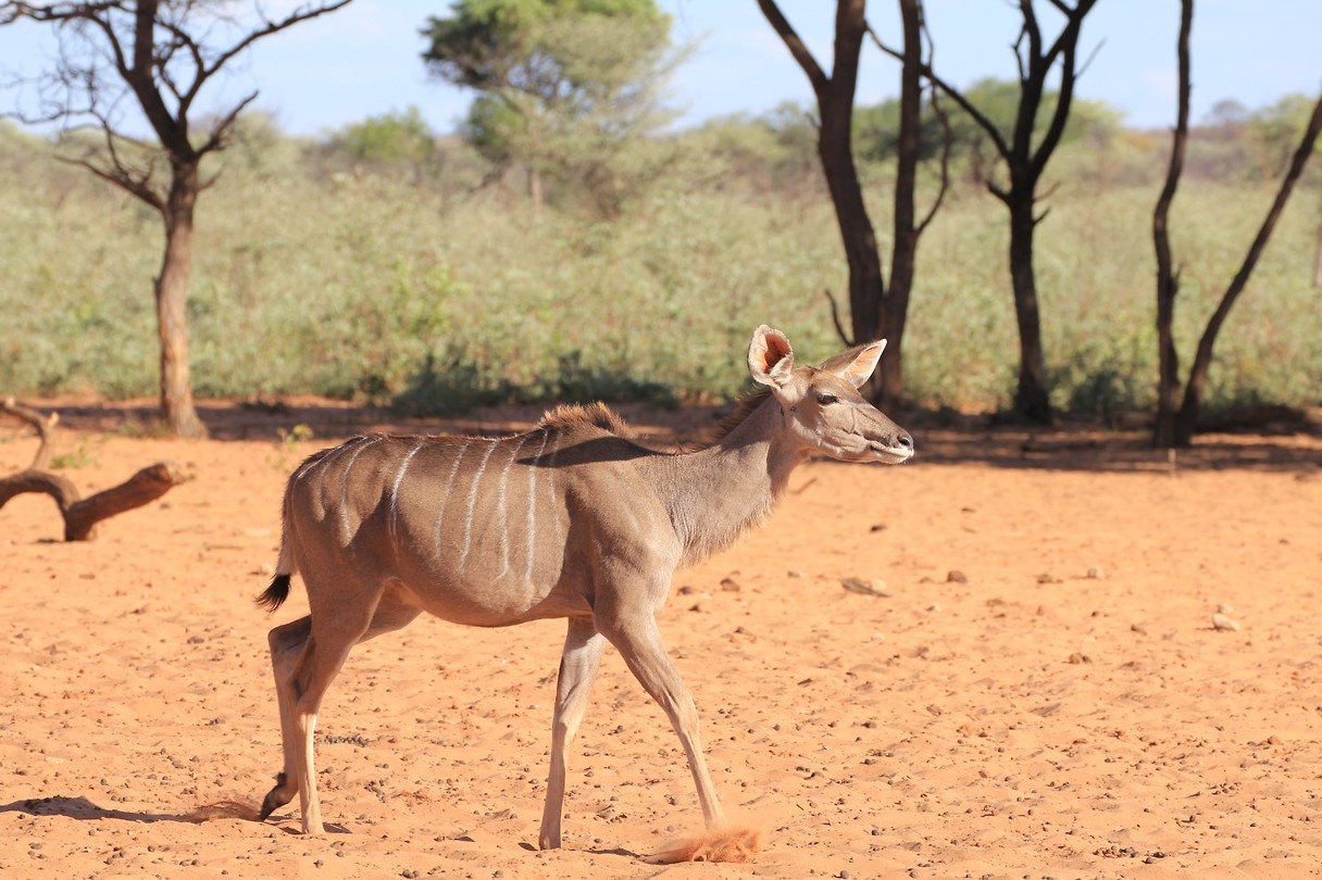 Een rondreis door Namibië | Foto's | Het reisblog van Fred en Evelien Smith