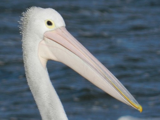 8 Pelikaan | Foto | Jan en Geja Down Under