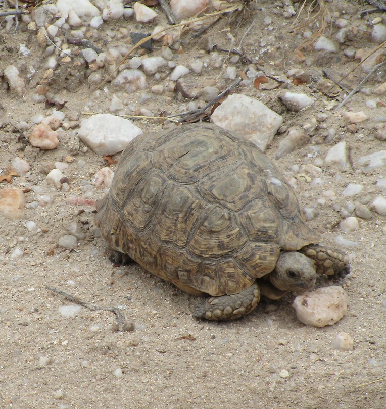Één van de " little five". | Foto | Gerda 's reisblog