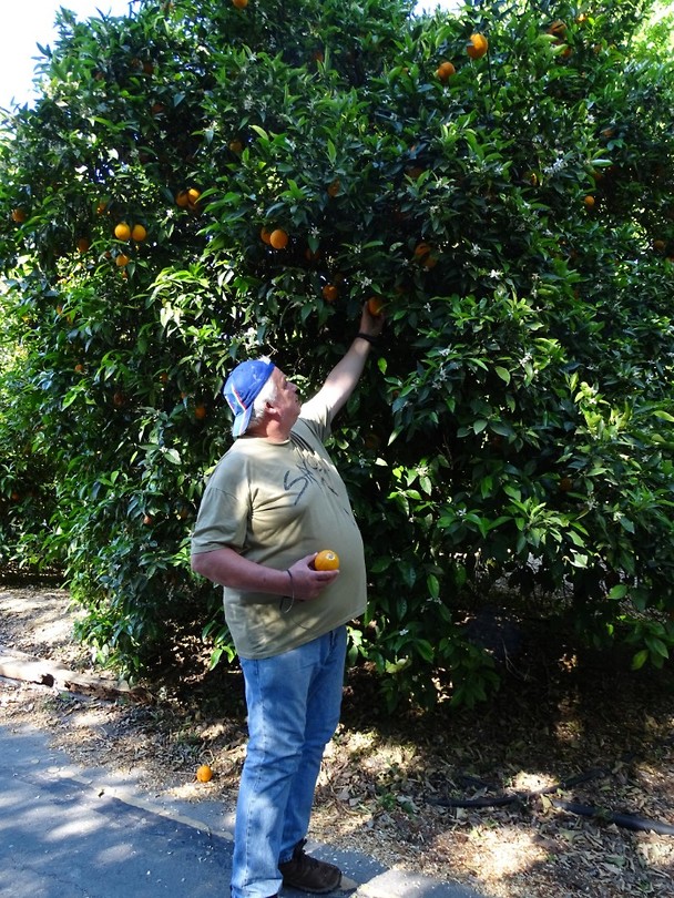 Appelsienen plukken | Foto | De reislustige genieters in Noorwegen