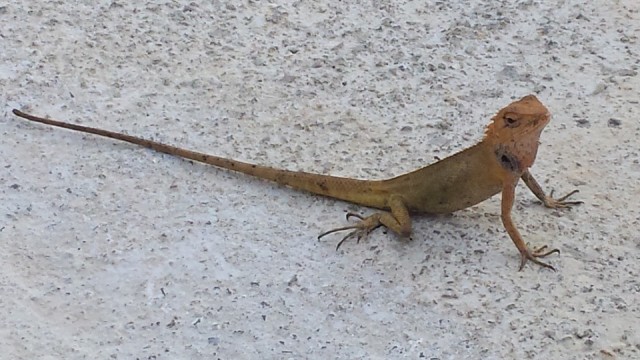 CIMG2706 Trein coupe 1e klas | Foto | Thailand en Maleisie