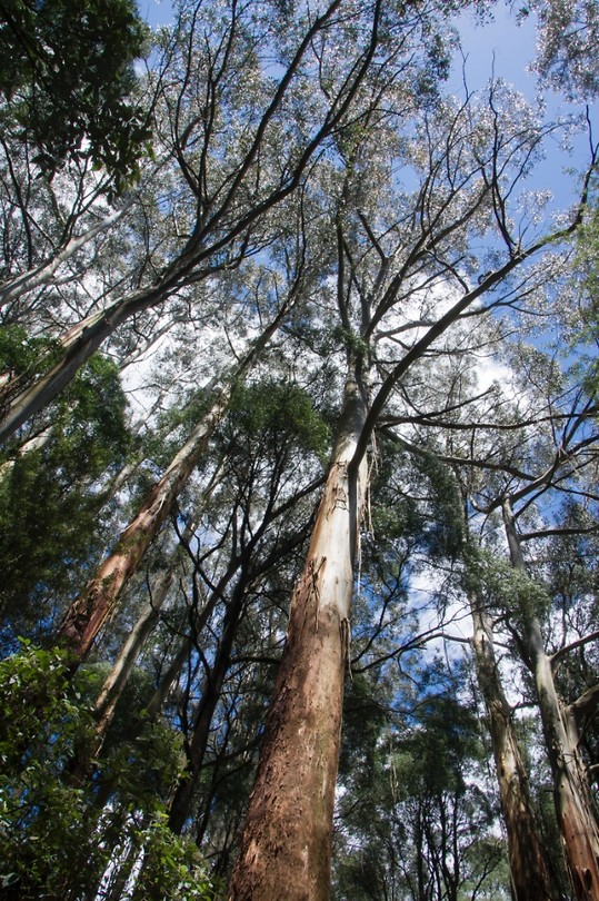 Hoge bomen | Foto | Mieke Tina Inge’s reisblog