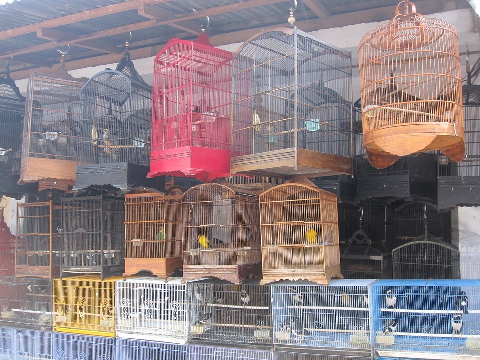 Pasar Burung | Foto | Grace Bruinewoud’s reisblog