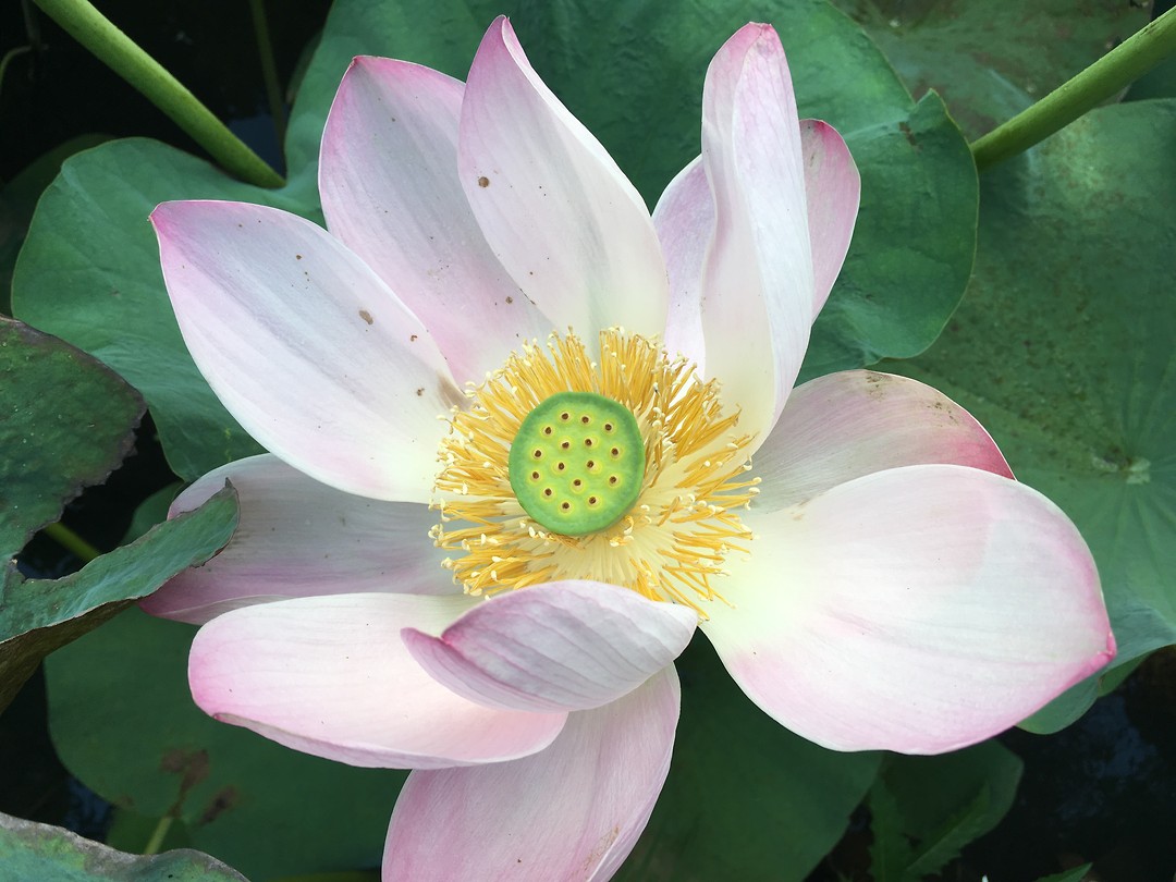 Lotusbloem | Foto | Grace Bruinewoud’s reisblog