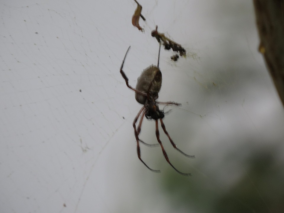 Onze eerste grote spin | Foto | Anita van Wijngaarden’s reisblog