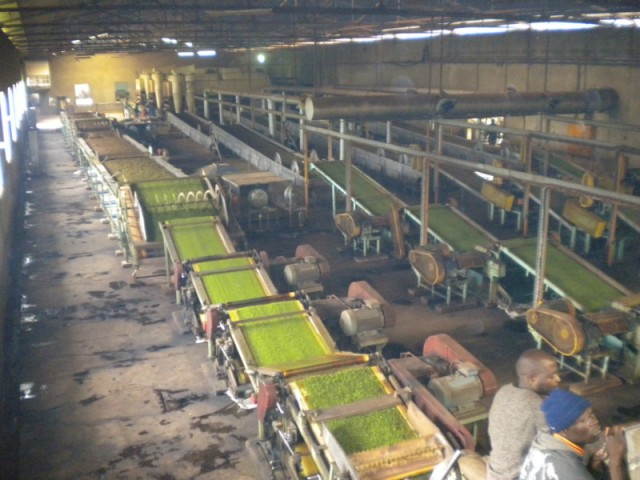 Ndawara tea estate | Foto | Hanne,Lise en Tinne in Njinikom