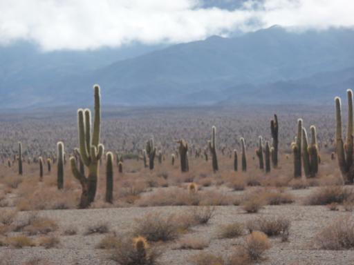 Cactus woestijn | Foto | Hans Tielemans en Argentina