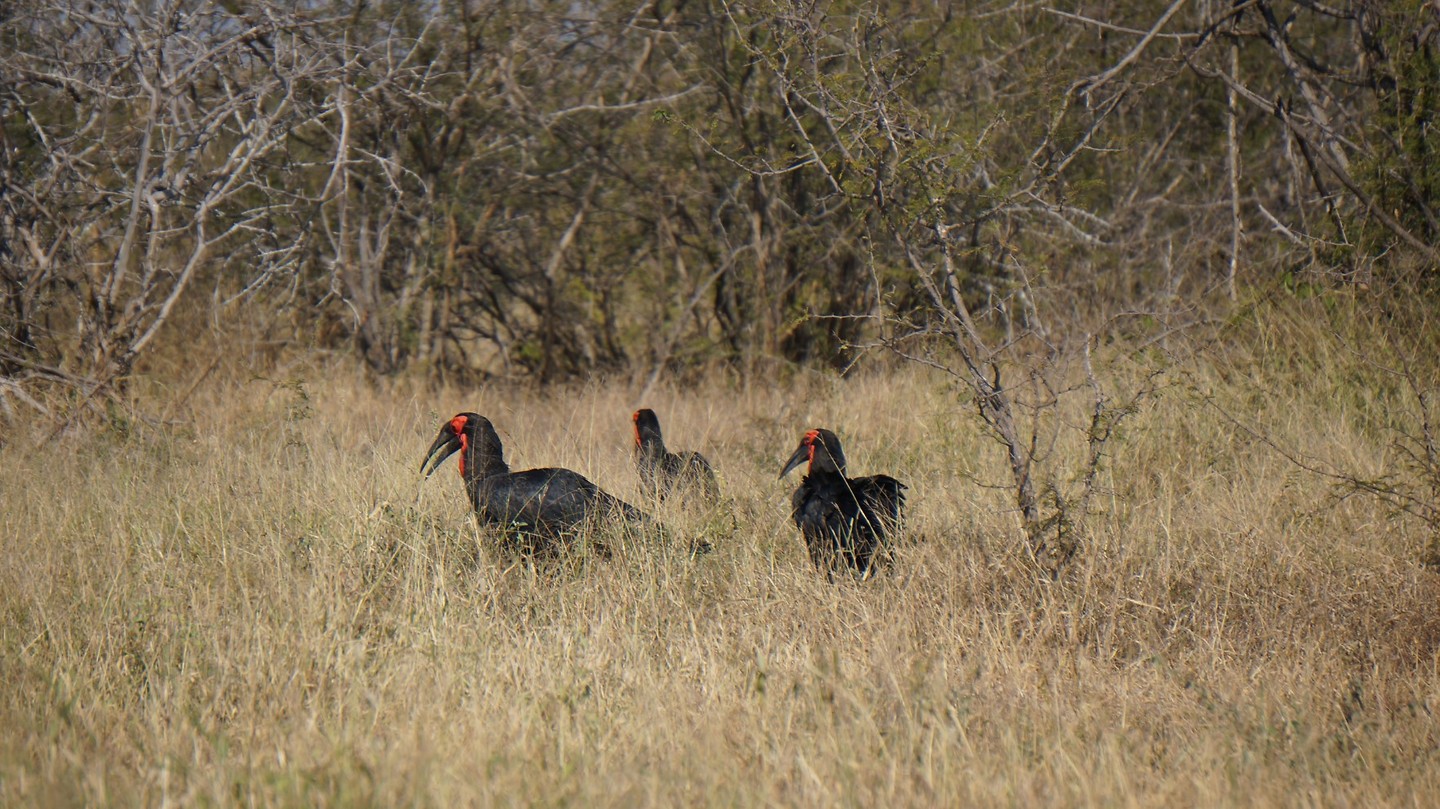 Loopvogels | Foto | Harry en Herma’s reisblog