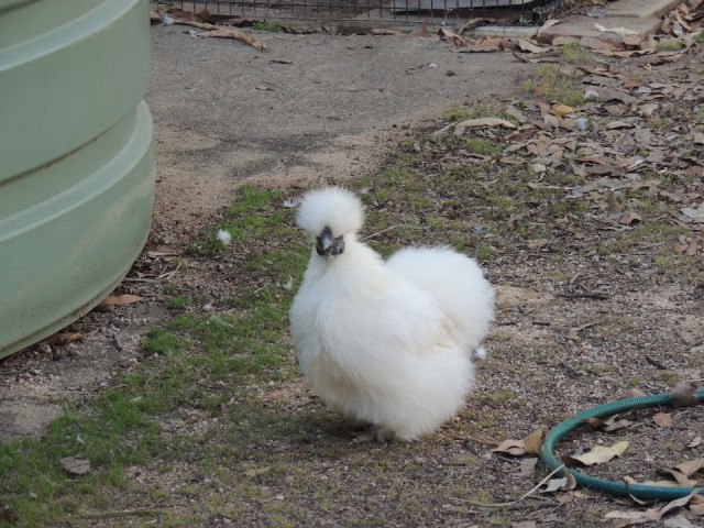 rare kip | Foto | Heidiendomidownunder