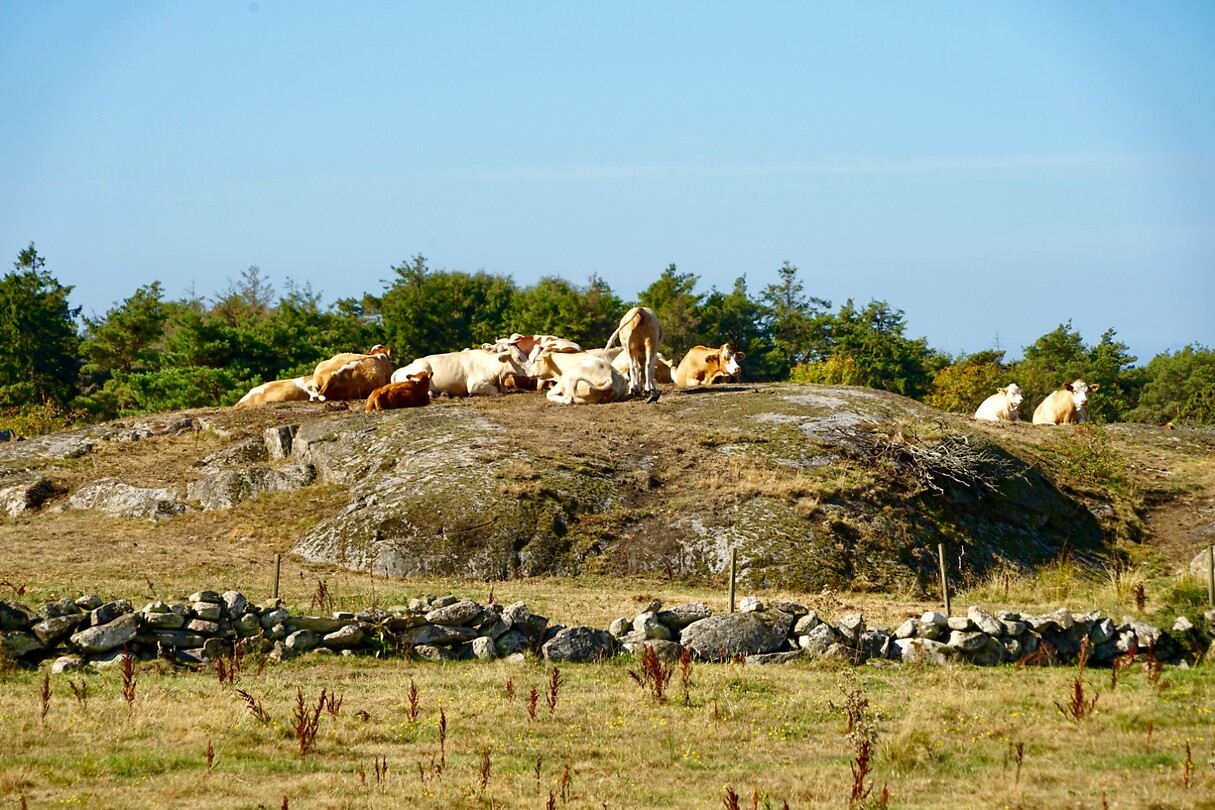 De koeien vinden het kennelijk wel leuk op de rotsen | Foto | Henk van ...