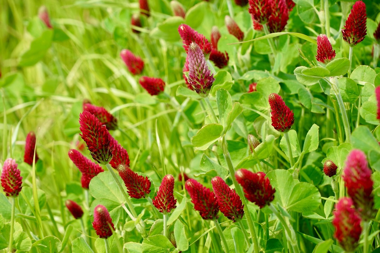 Rode klaver | Foto | Henk van Doren en Marja Noorman’s reisblog