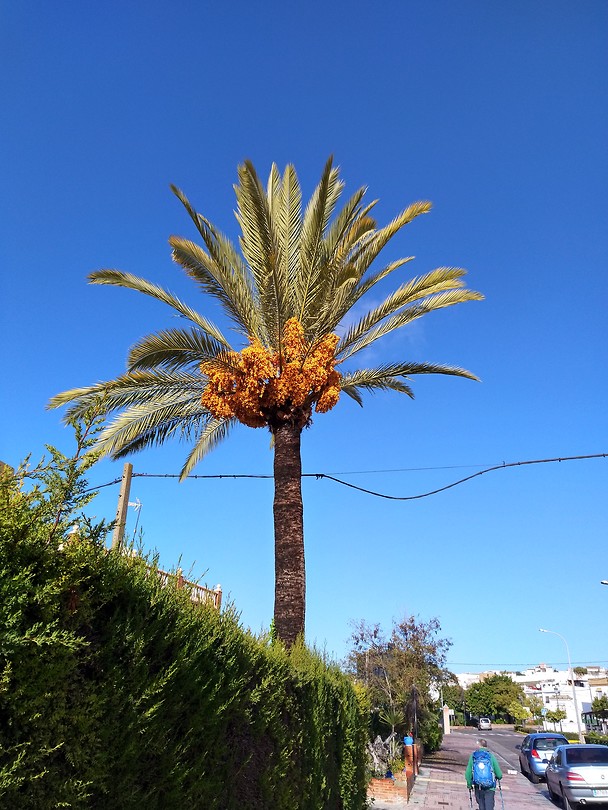 Mooie grote palmboom | Foto | Pelgrimeren op de Camino Portugese