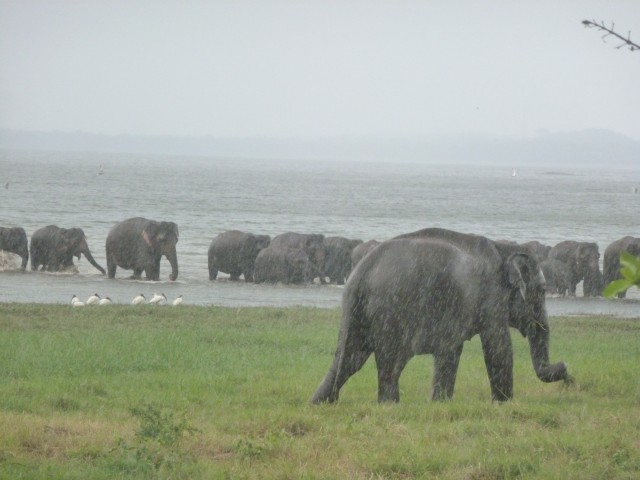Olifanten ploeteren zich voort tijdens een tropische bui | Foto | His ...