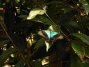 25-6-12 In de vlindertuin, Sesandan in de buurt van Tabanan | Foto ...