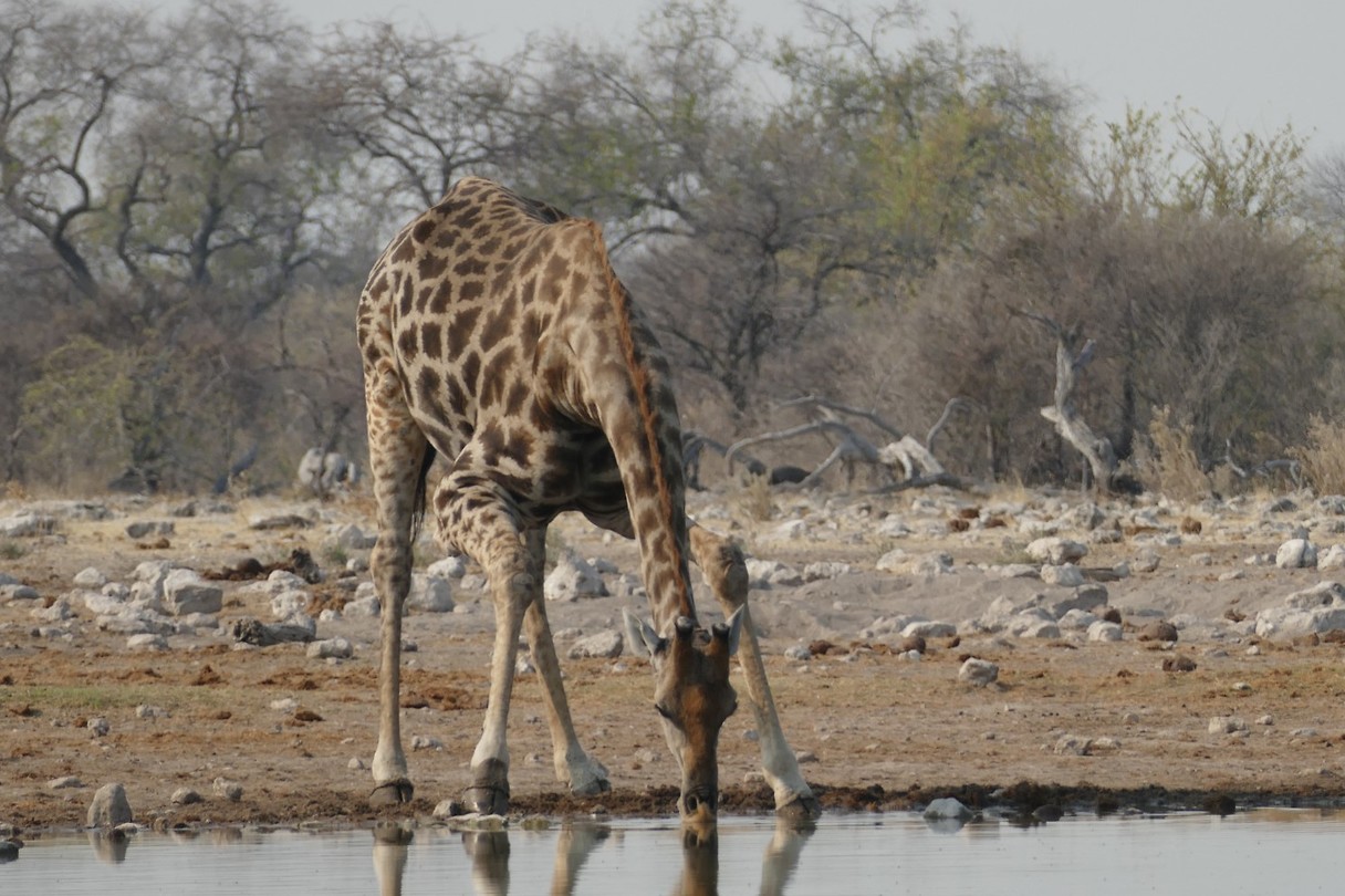P1020483 | Foto | Namibie/Botswana reisblog
