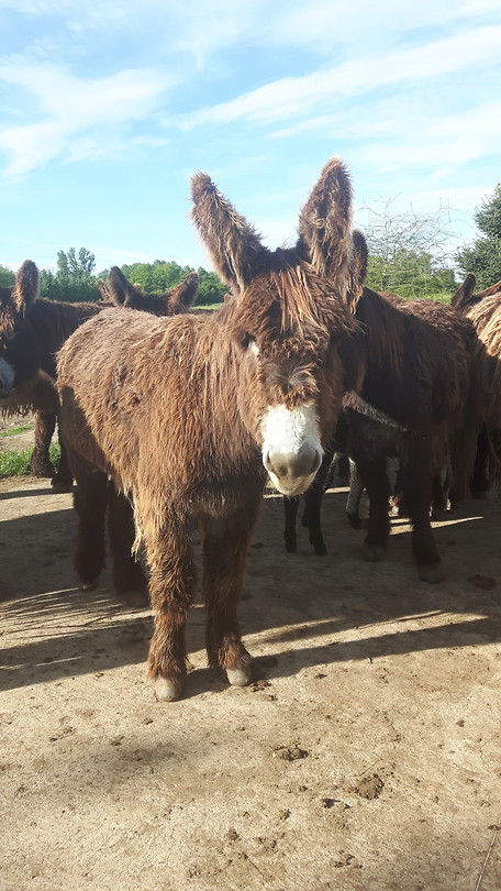 Le reproduction des Baudets de Poitou | Reisverhaal | Menno & Inez’s ...
