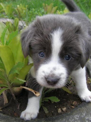 Lief hondje!!! | Foto | Ingah around the world!