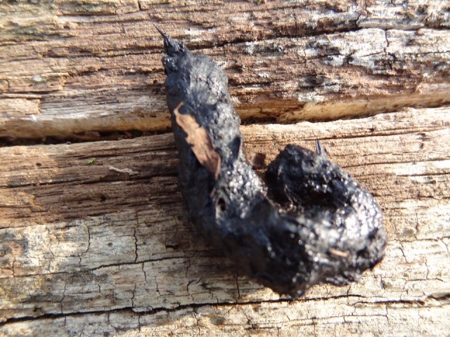 Uitwerpsel van de steenmarter | Foto | Wil Lemmens IVN-blog