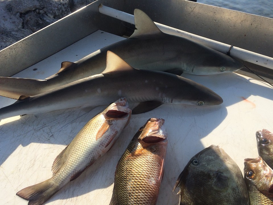 Dogfish catch | Foto | Ju en Auk naar Florida 2016’s reisblog