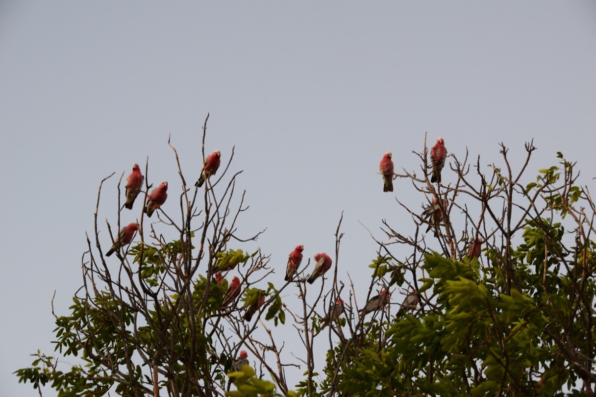 Roze kakatoes | Foto | Jacco en Hennie’s reisblog