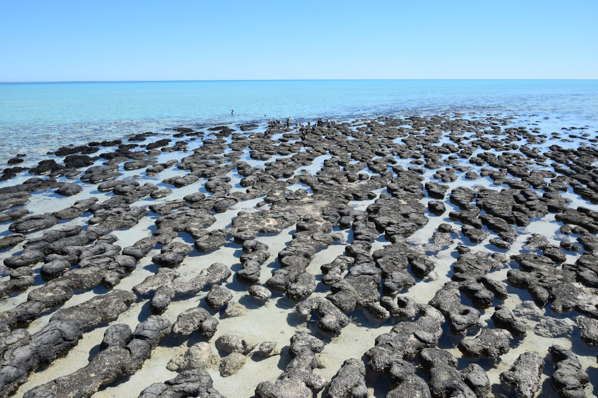 Hamelin Pool | Foto | Jacco en Hennie’s reisblog