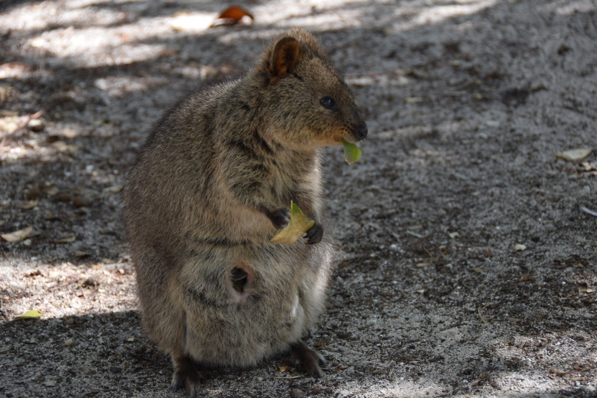 Een jonkie in de buidel | Foto | Jacco en Hennie’s reisblog